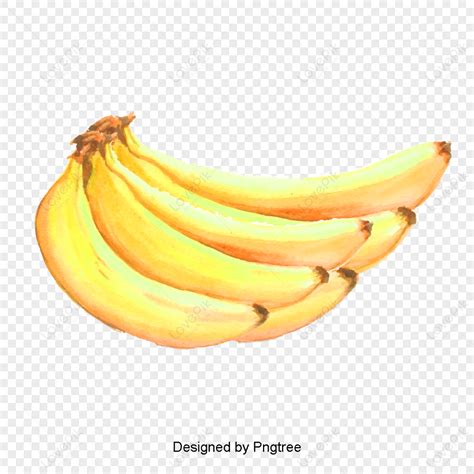 수채화 바나나 이미지 사진 및 Png 일러스트 무료 다운로드 Lovepik