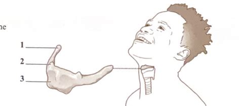 Lab 2 Hyoid Bone And Cervical Lumbar And Sacral Vertebra Flashcards