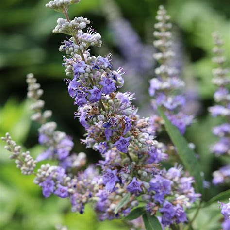 Vitex Agnus Castus Also Called Vitex Chaste Tree Chasteberry Chaste