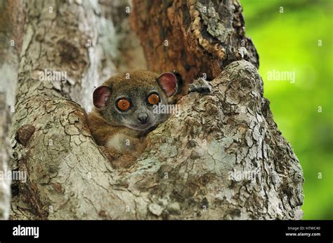 Ankarana Sportive Lemur Lepilemur Ankaranensis Peeking Out Of Nest