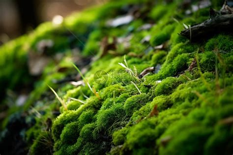 苔藓植物的特写镜头高清图片下载 正版图片600192769 摄图网