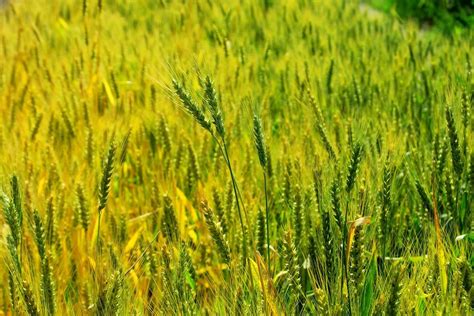 开心农场的小块麦子地 中关村在线摄影论坛