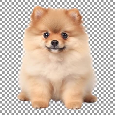 Красивая померанская порода собак изолирована на прозрачном фоне Премиум Psd Файл