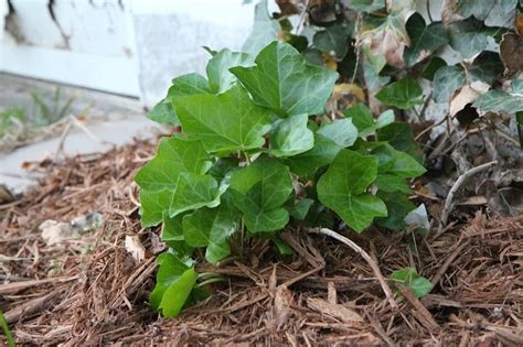 The Benefits Of Mulching Soil In The Garden