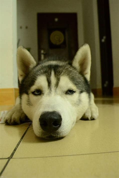 累成狗