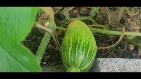 텃밭농작물포도호박고추가지치커리꽃2022년 8월 24일 Youtube