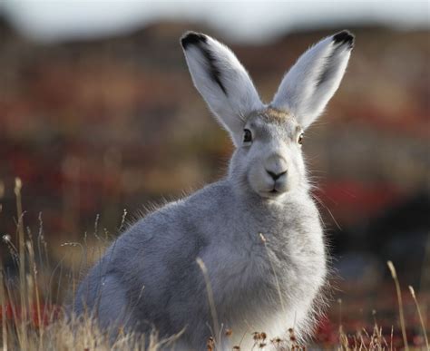 Lapland Wildlife Explore Finnish Animals And Wildlife