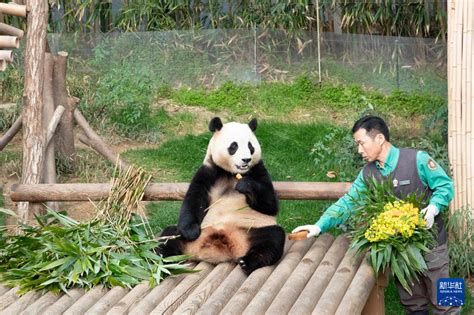 大熊貓“福寶”在韓國最後一次公開亮相 新華網