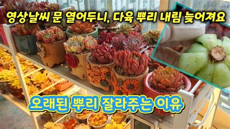 뿌리 더디 나올 때는 물꽂이로 뿌리내려요 흐린 날 생장등 켜주기식물생장등겨울다육뿌리내리기다육분갈이 Youtube