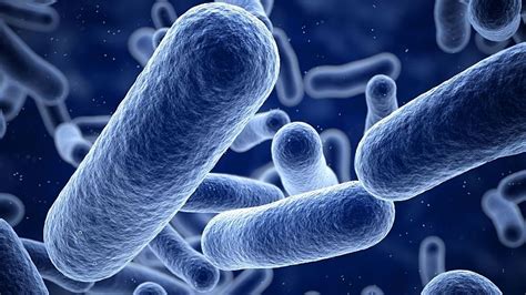 Mysterious Bacteria Found In The Arctic Can Break Down Oil And Diesel Euronews