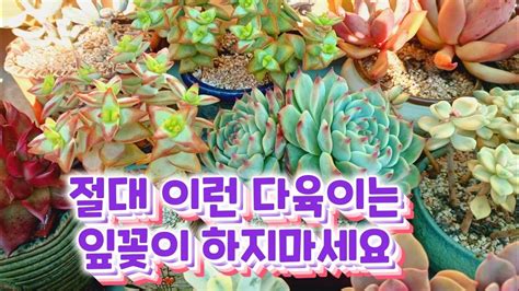 이런 다육이로 잎꽂이 하려고 잎장떼지 마세요~ 큰일납니다 겨울에도 잎꽂이는 가능해요 Youtube