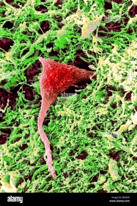 Nerve Cell Coloured Scanning Electron Micrograph Sem Of A Section Through Matter In The Brain