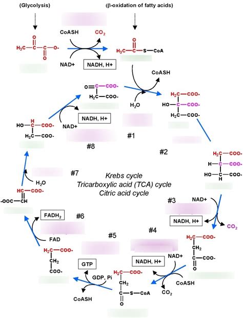 Krebs Cycle Diagram Quizlet