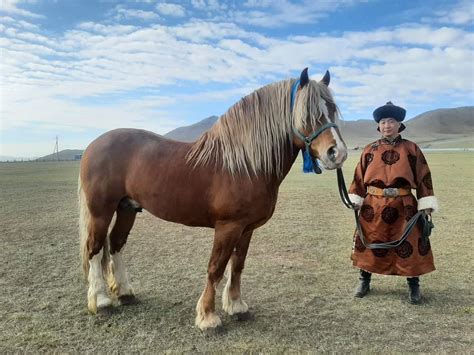 АЖНАЙ хурдан морь сонирхогчдын групп Русский тяжёловоз