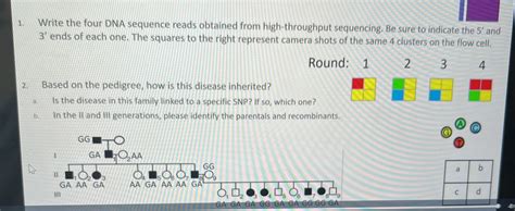 Solved Write The Four DNA Sequence Reads Obtained From Chegg
