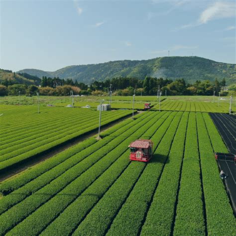 崎原製茶 公式通販サイト 茶師謹製の日本茶鹿児島茶