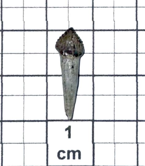 Pachycephalosaurus Tooth Member Collections The Fossil Forum
