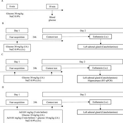 Schematic Representation Of The Experimental Design Behavioural