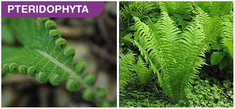 Pteridophyta Characteristics Life Cycle Classification And Examples