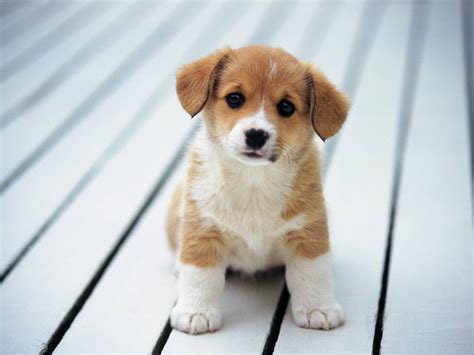 Cachorros Fofos