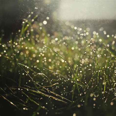 Scattered Grass Images Free Download On Freepik