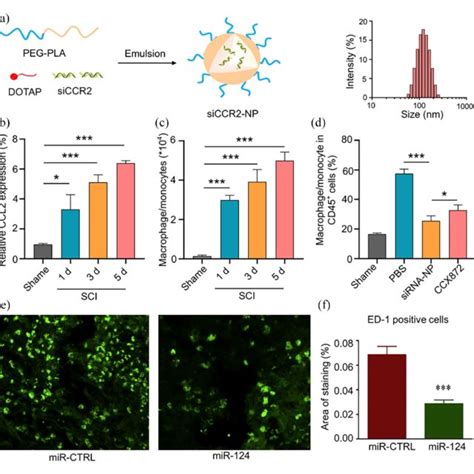 A Schematic Diagram Of Sirna Np Synthesis And Sirna Np Particle Size Download Scientific