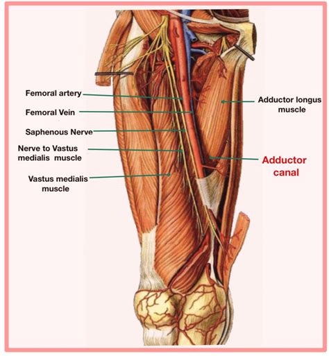 Saphenous Nerve Block