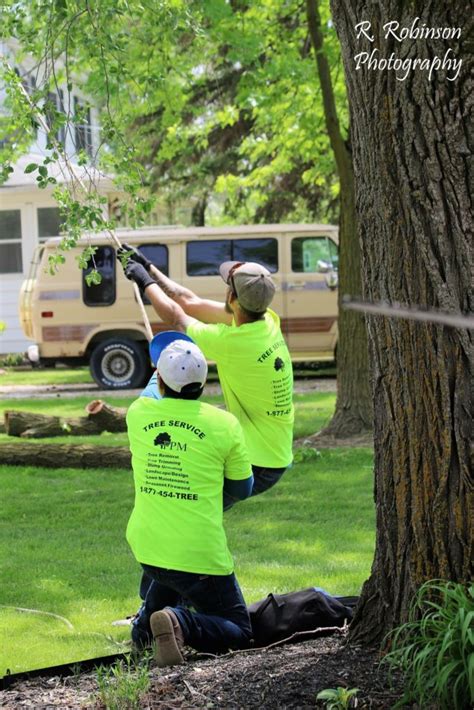 Safe Tree Cabling Service Cable Bracing Limb Support By PPM