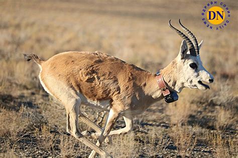 12 хар сүүлт зээрт нараар цэнэглэдэг хүзүүвч зүүжээ Dnn Mn