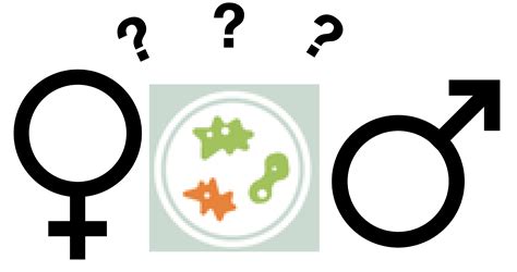 Gendered Innovations Why Does Sex Of The Cell Matter