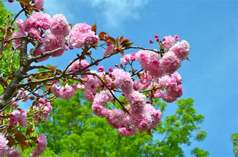 Русская сакура · бесплатная фотография от Photomonstr картинки и обои на рабочий стол