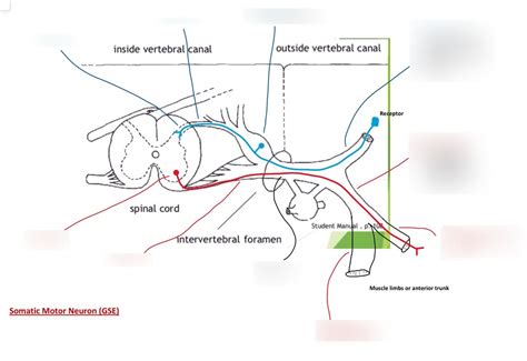 Week 6 The Peripheral Nervous System Diagram Quizlet