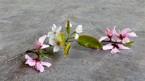 무료 흰색 분홍색 꽃과 나무 봄 가지 복숭아 꽃 Ppt 배경 Slidesdocs