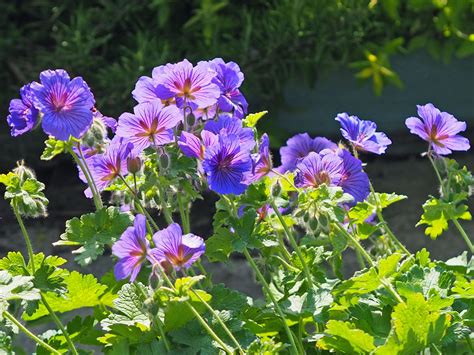 Six On Saturday Geranium Time Cornwall In Colours