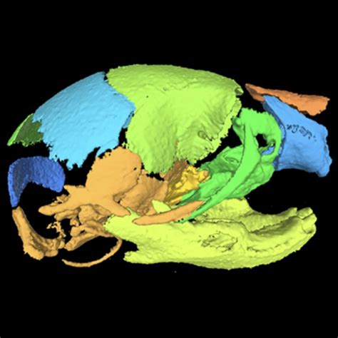 Mouse Mus Musculus Facebase