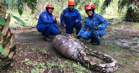 monster python swallows calf after floods at kampung selekoh new