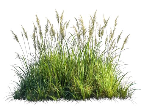 Tall Grass Pngs For Free Download