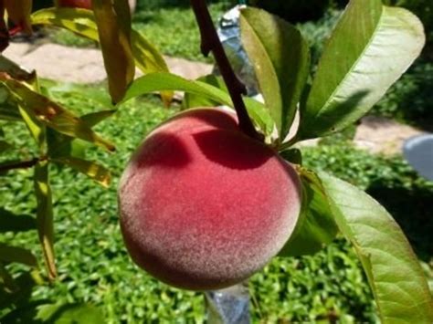 How To Grow 4 Types Of Fruit On The Same Tree Dengarden