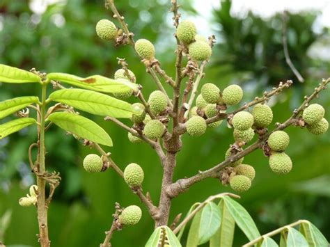 Premium Photo Flowers And Plants Have Spiritual Healing Powers That Can Help People