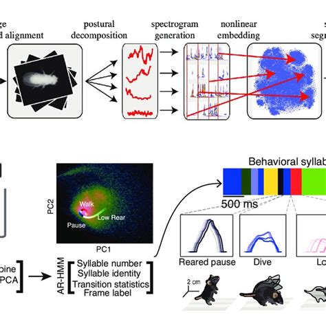 The Complex Spatiotemporal Structure In Naturalistic Behavior A Download Scientific Diagram