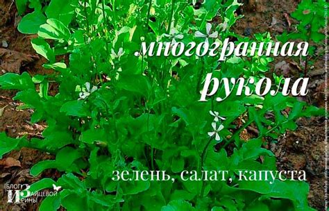 Рукола Полезные свойства Руккола Польза и вред