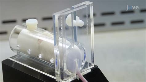 A Mouse Tail Snip Procedure For Peripheral Blood Collection And Plasma