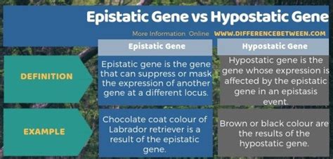 Difference Between Epistatic Gene And Hypostatic Gene Compare The Difference… Teacher
