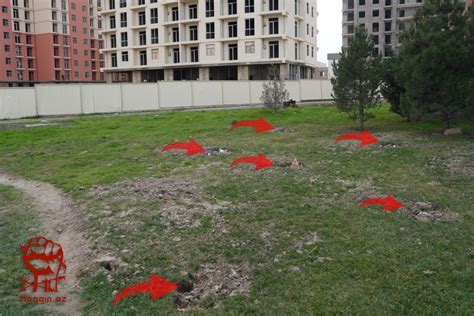 В Баку уничтожена зеленая зона — Haqqin