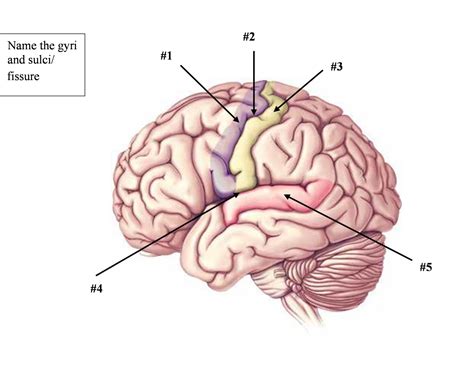 brain gyrus sulcus and fissure quiz
