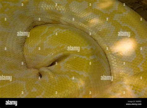 Albino Python Is One Of The Five Largest Species Of Snakes In The World