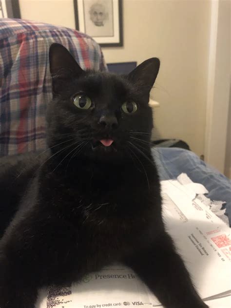 Tiny Blep Scrolller