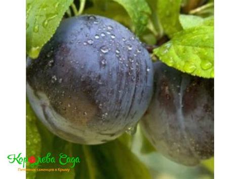 Саженец Алыча Блэк голд – купить с доставкой по Крыму и России от ...