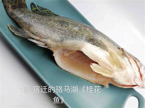 鲑花鱼 花鱼 大山谷图库