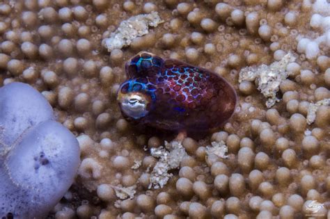 Bobtail Squid Facts And Photographs Seaunseen